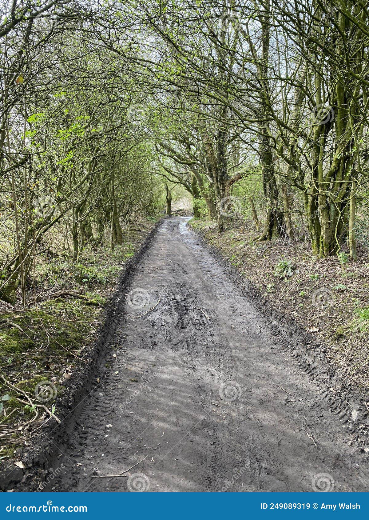 Muddy Pathway during Winter Stock Image - Image of leading, bush: 249089319