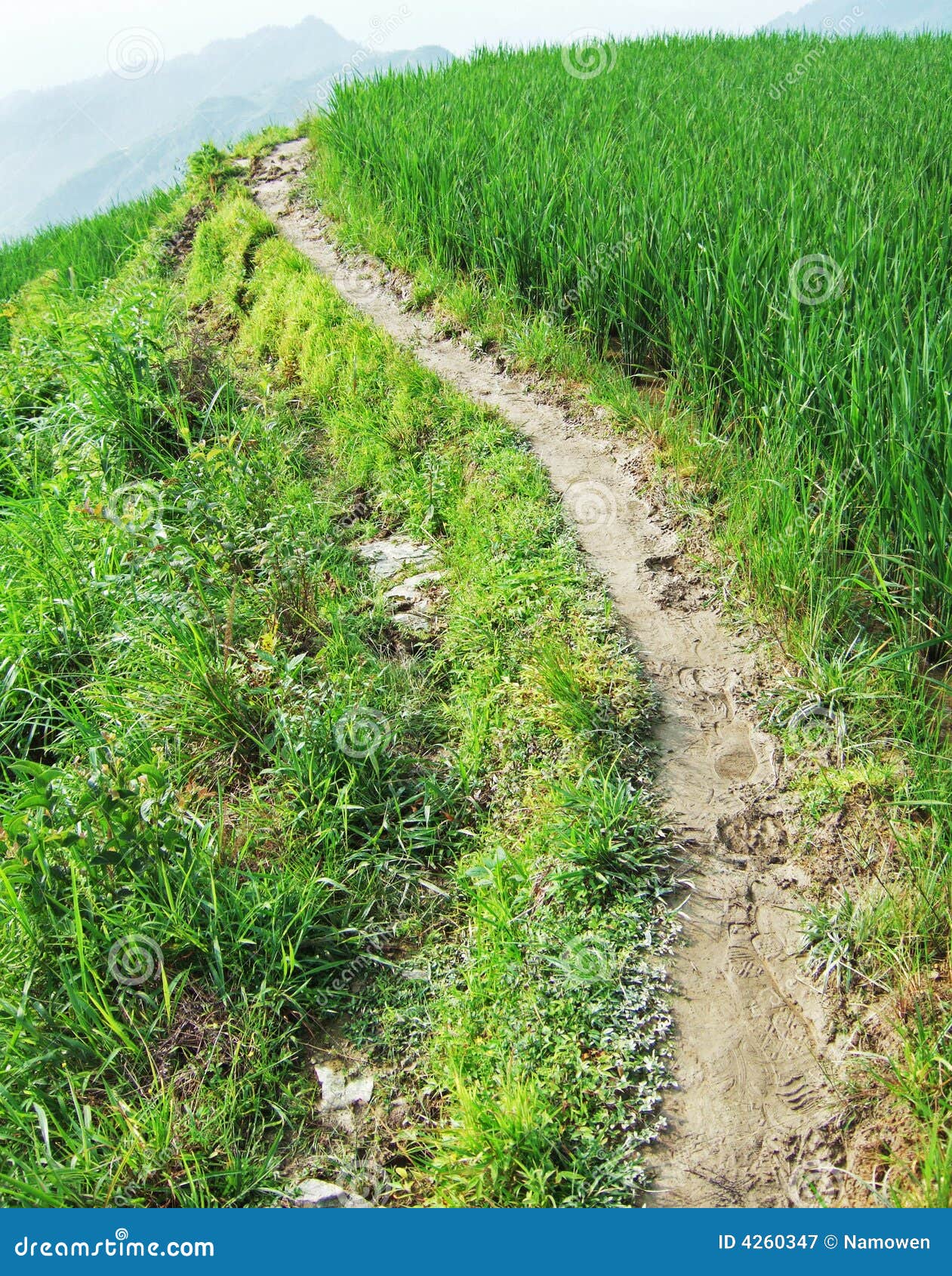 Muddy Pathway in Terraced Field Stock Image - Image of summer, farmer ...