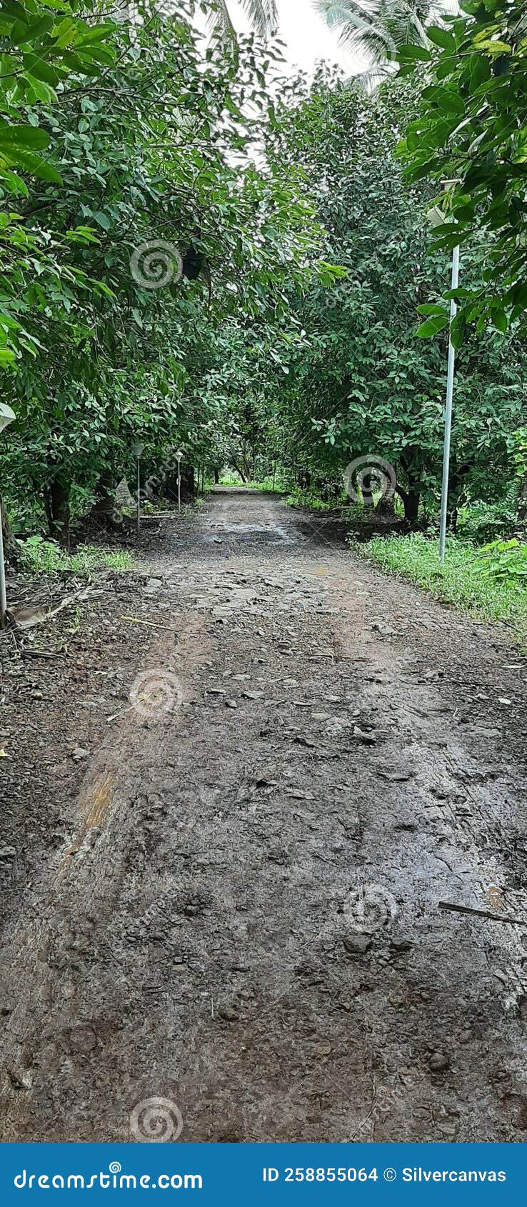 A Muddy Pathway in the Village Stock Photo - Image of muddy, garden ...