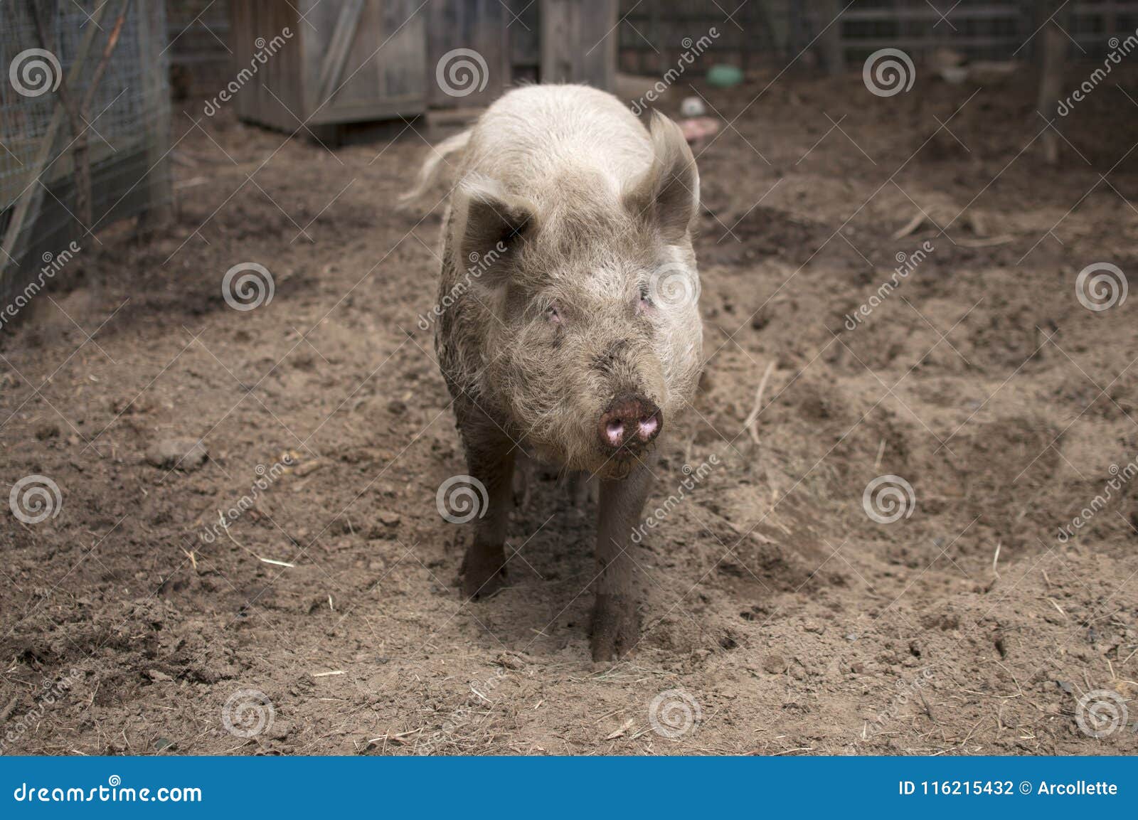 Muddy Pig Stock Photos - Download 1,170 Royalty Free Photos
