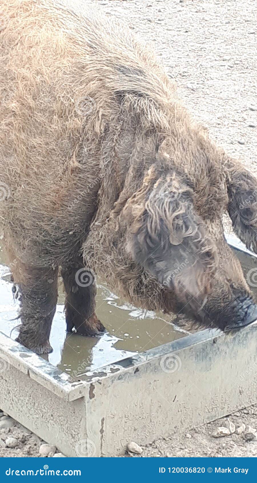 Muddy Pig stock photo. Image of drinking, muddy, farm - 120036820