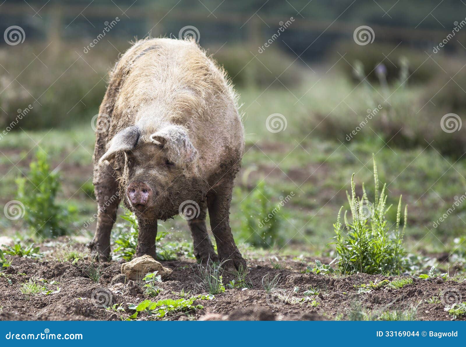 Muddy Pig stock photo. Image of meat, agriculture, domestic - 33169044