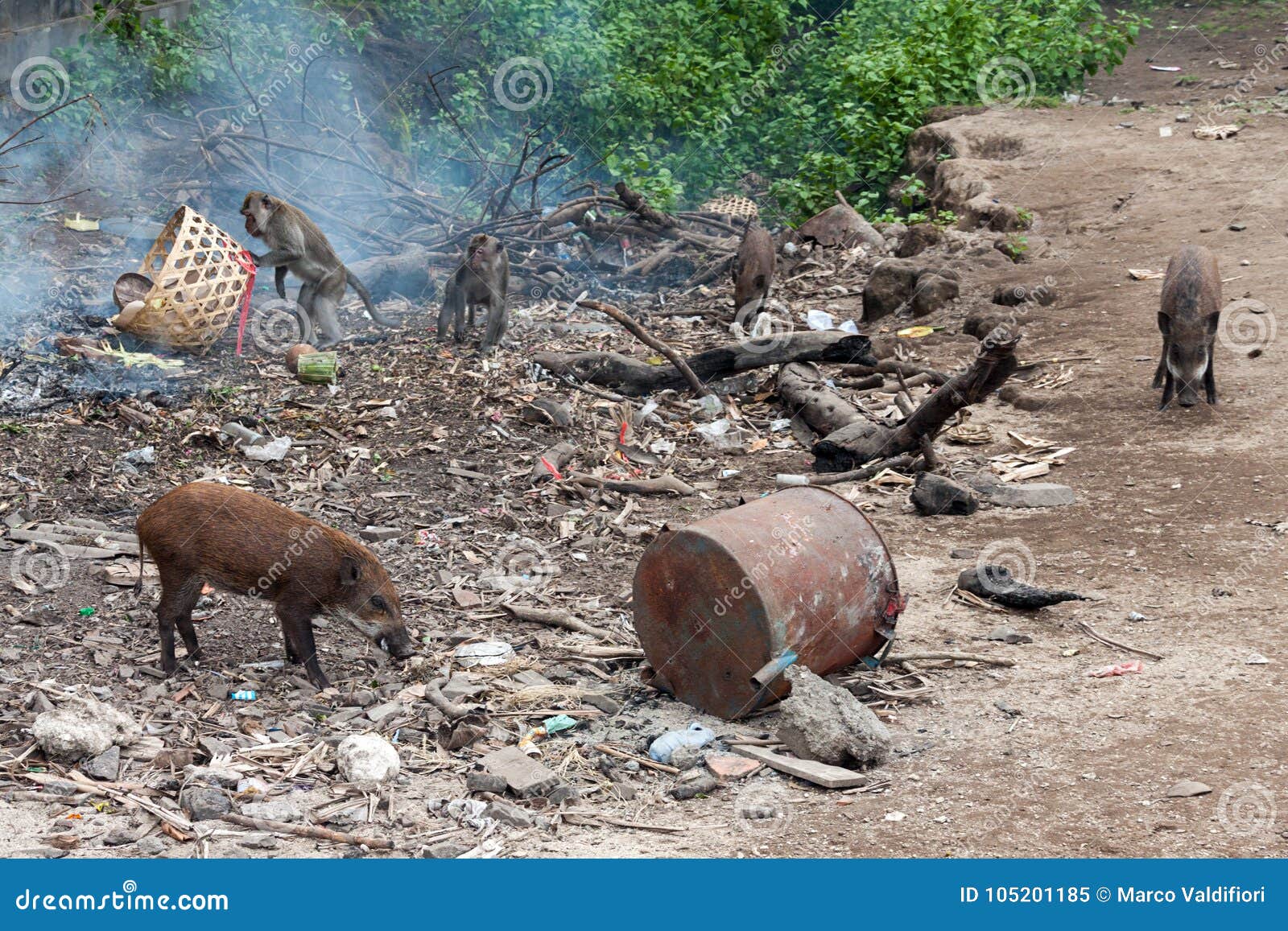 Muddy pigs stock image. Image of isolated, junkyard - 105201185