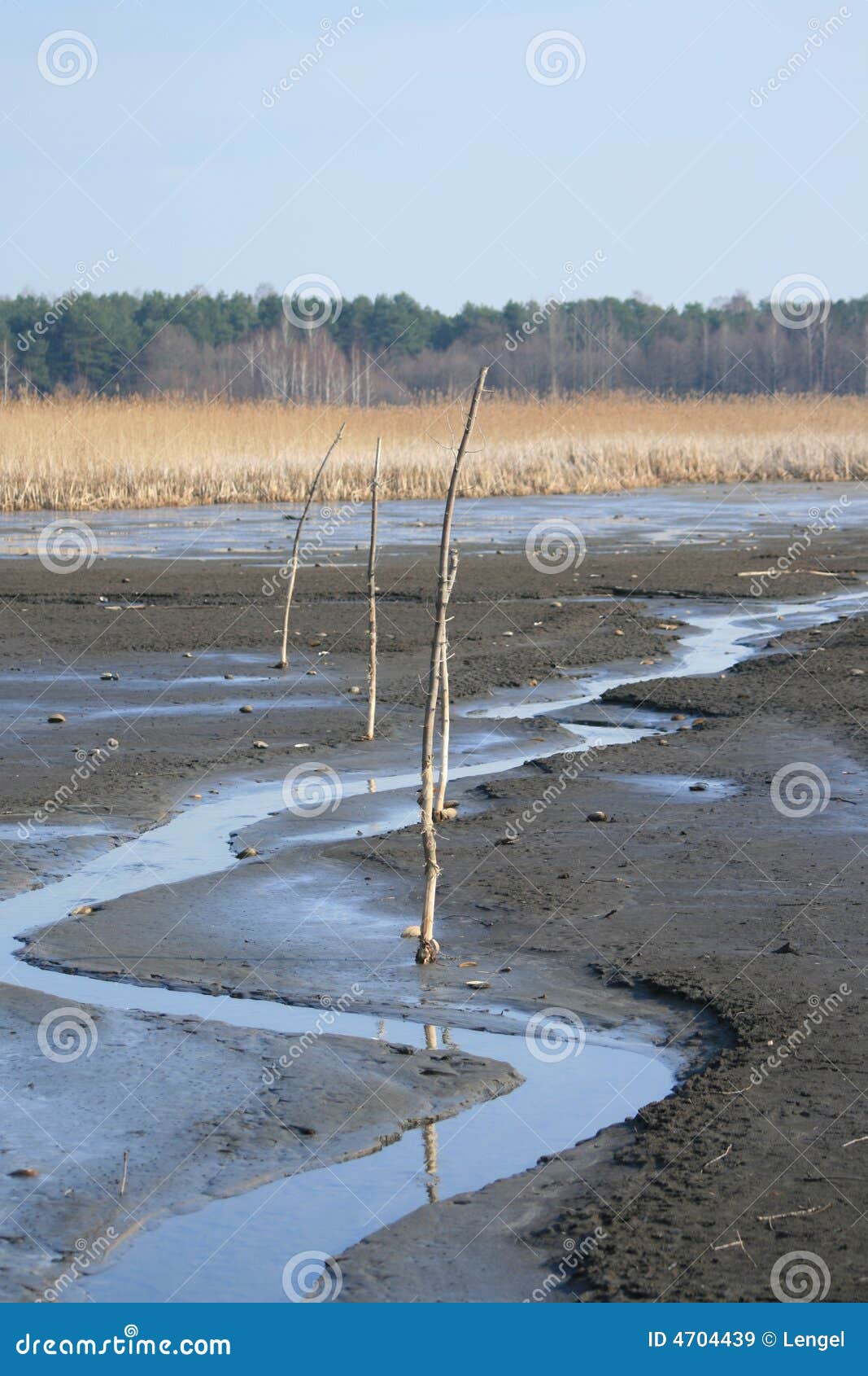 Muddy pond stock image. Image of creek, stream, reed, landscape - 4704439