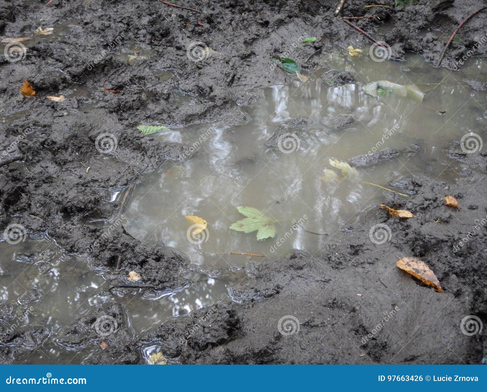 Muddy pond in the autumn stock photo. Image of shallow - 97663426