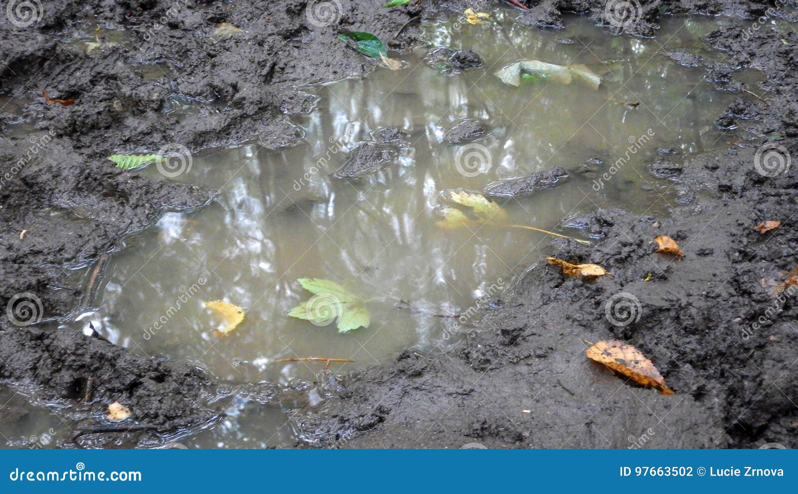 Muddy pond in the autumn stock photo. Image of background - 97663502