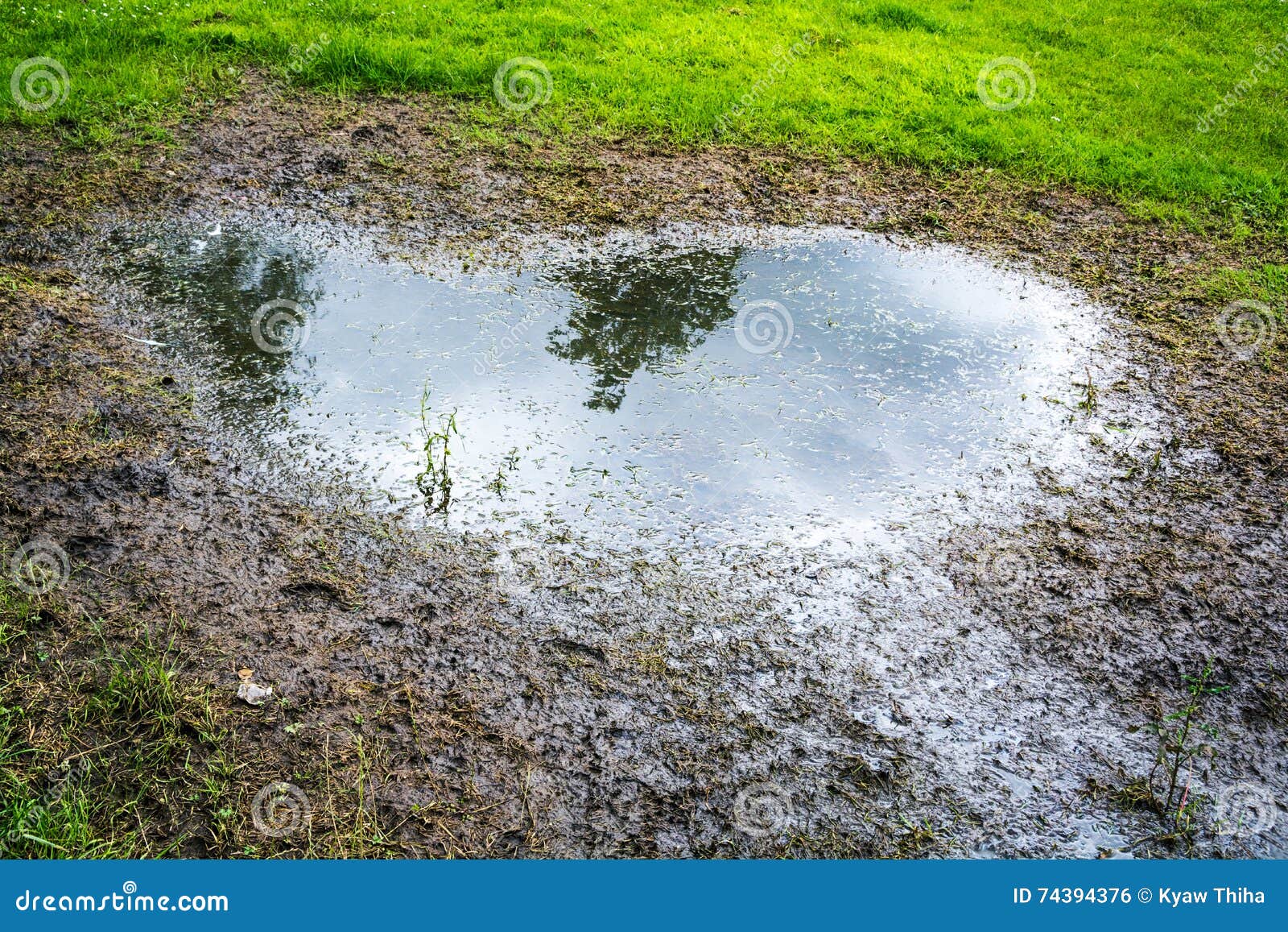 Muddy Pond on a Grass Field in a Park Stock Photo - Image of climate ...