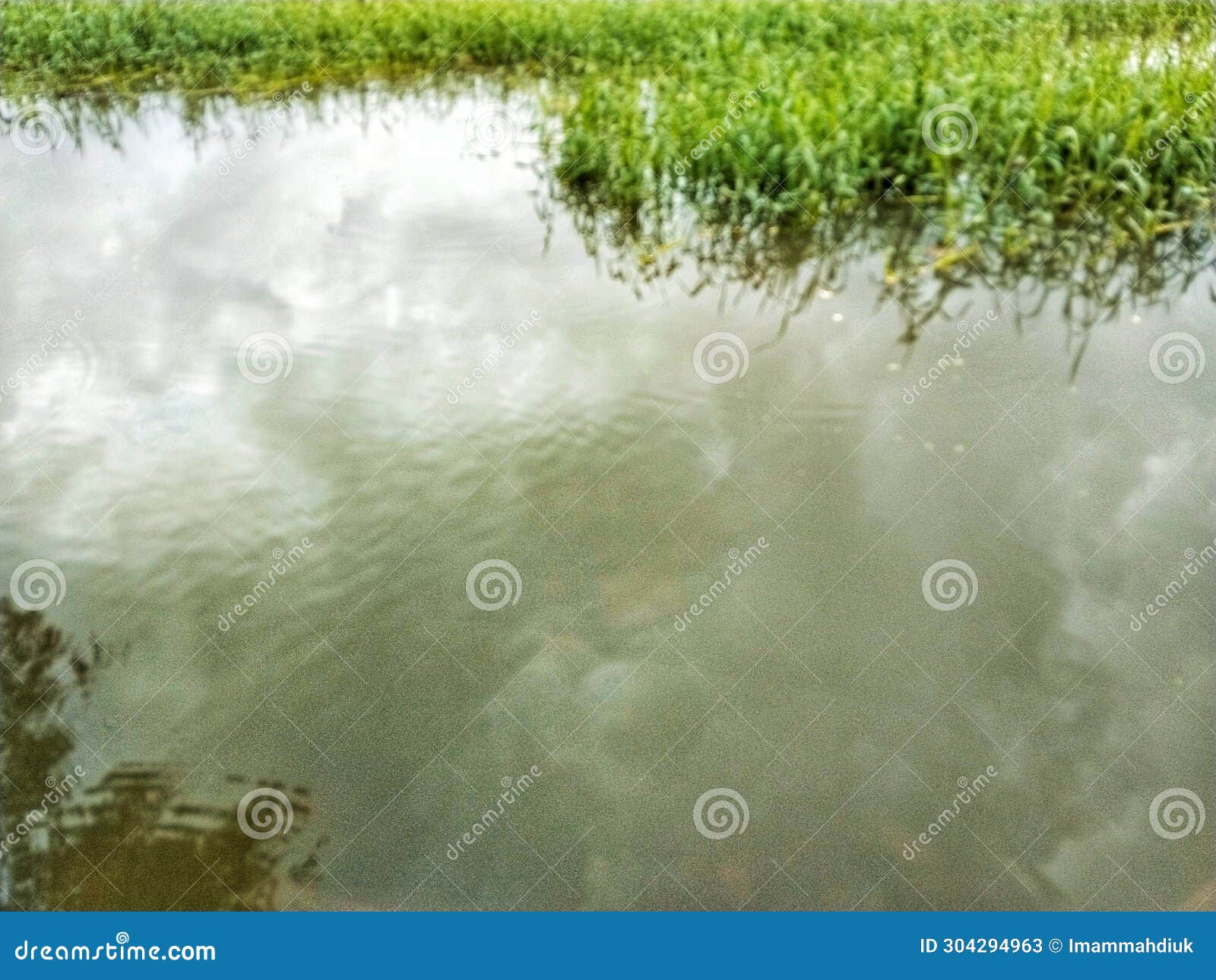 Muddy Pond with Grass Growing in Murky Water,Summer Landscape, Water ...