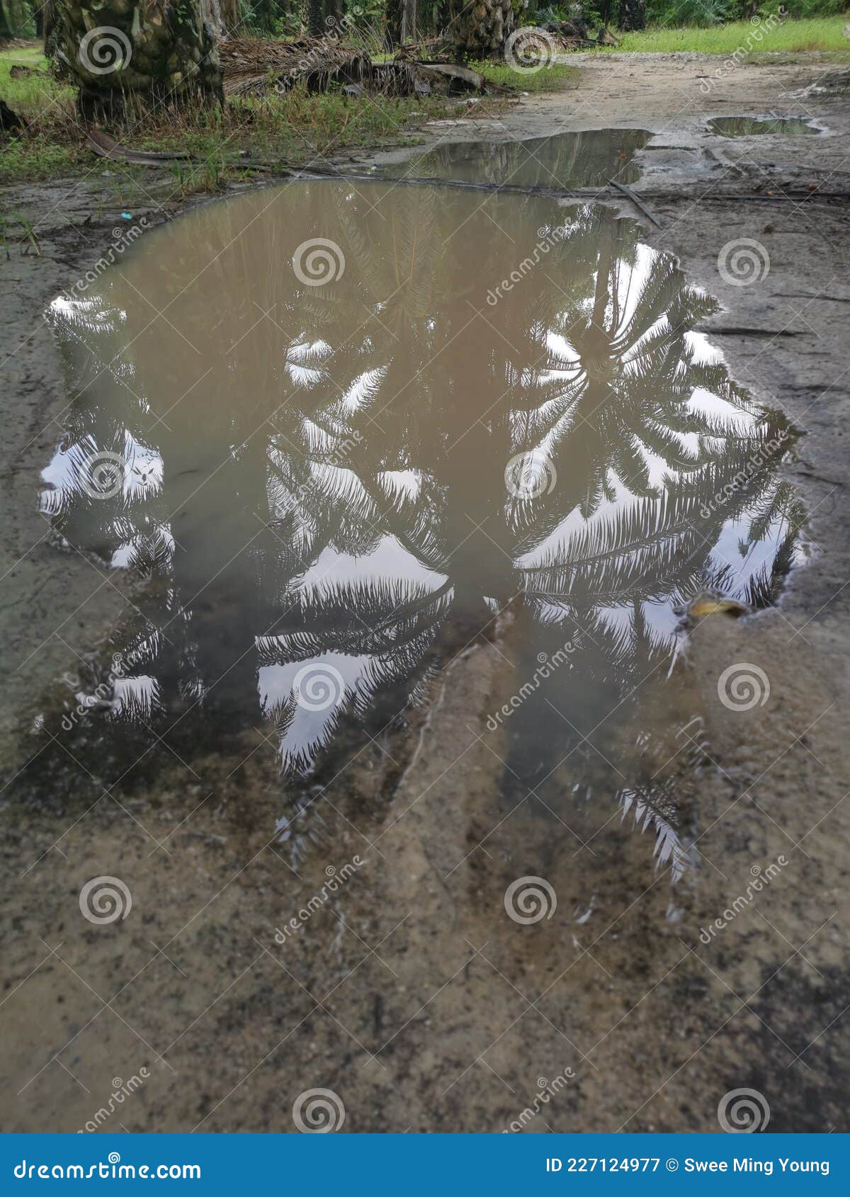 Muddy Pool of Water Collected on the Sandy Ground Stock Image - Image ...