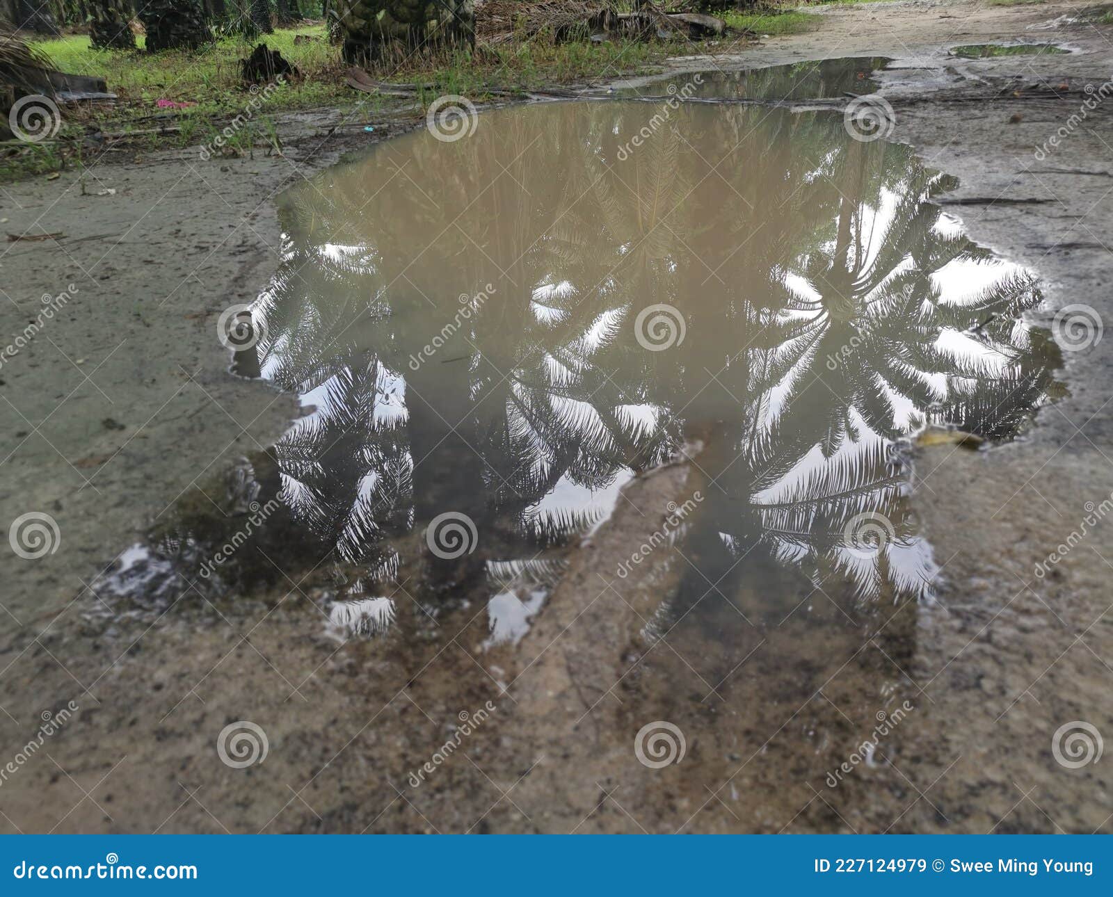 Muddy Pool of Water Collected on the Sandy Ground Stock Image - Image ...