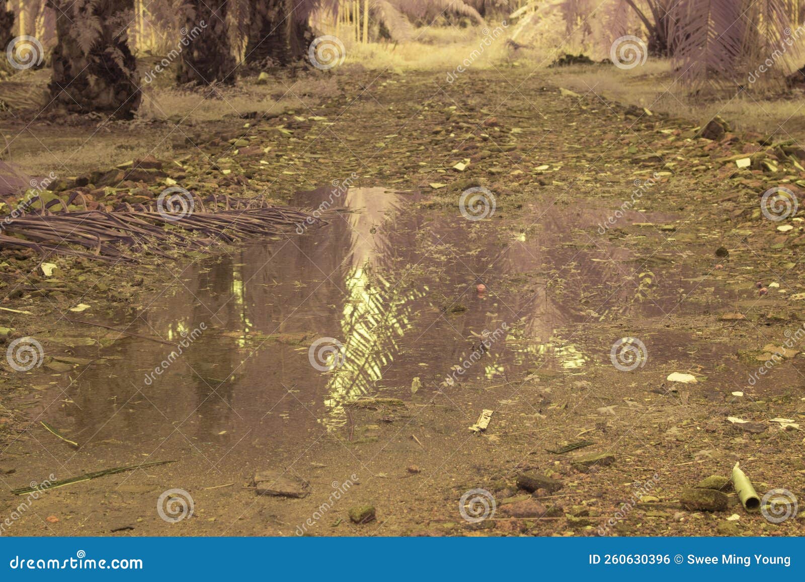 The Muddy Pool of Water Stagnant on the Pathway Stock Photo - Image of ...