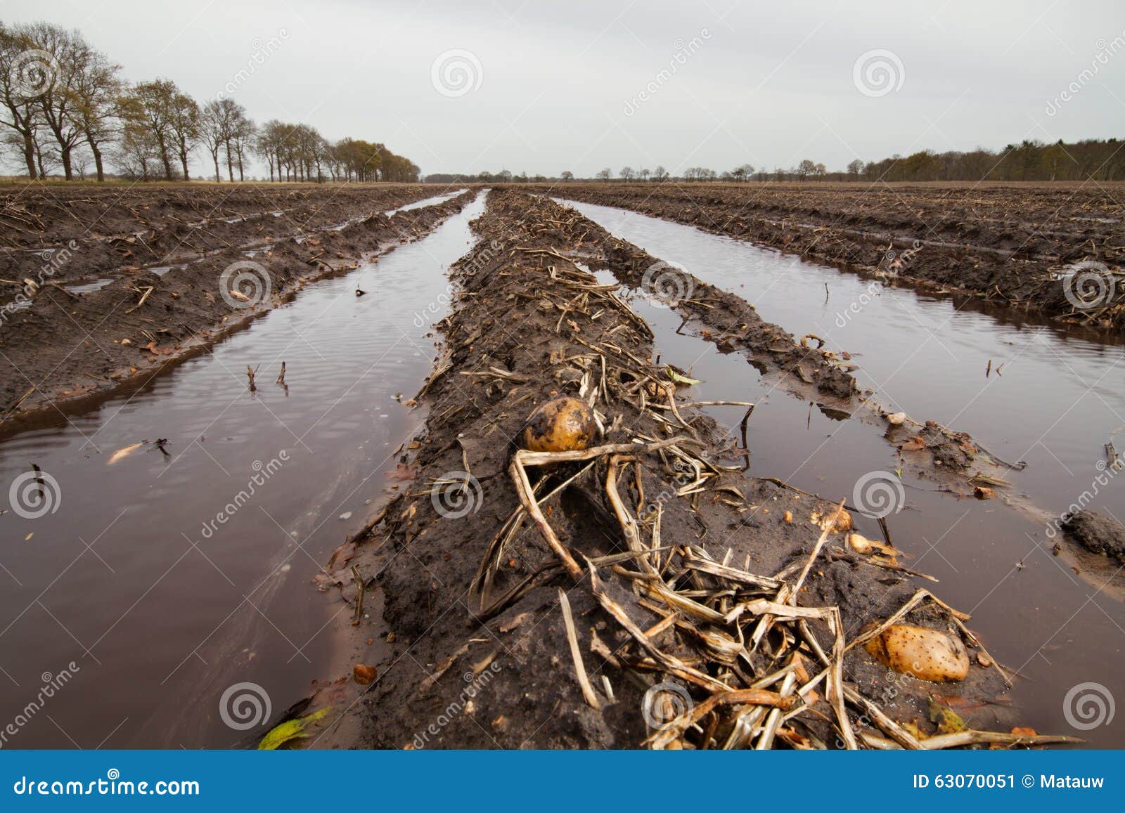 Muddy potato field stock image. Image of autumn, drowned - 63070051