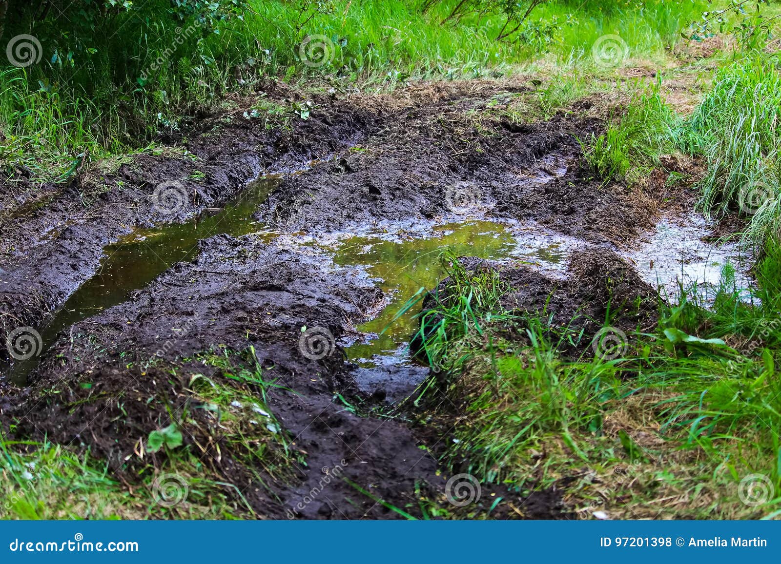 A Muddy Quadding Trail in Spring Stock Photo - Image of puddle ...