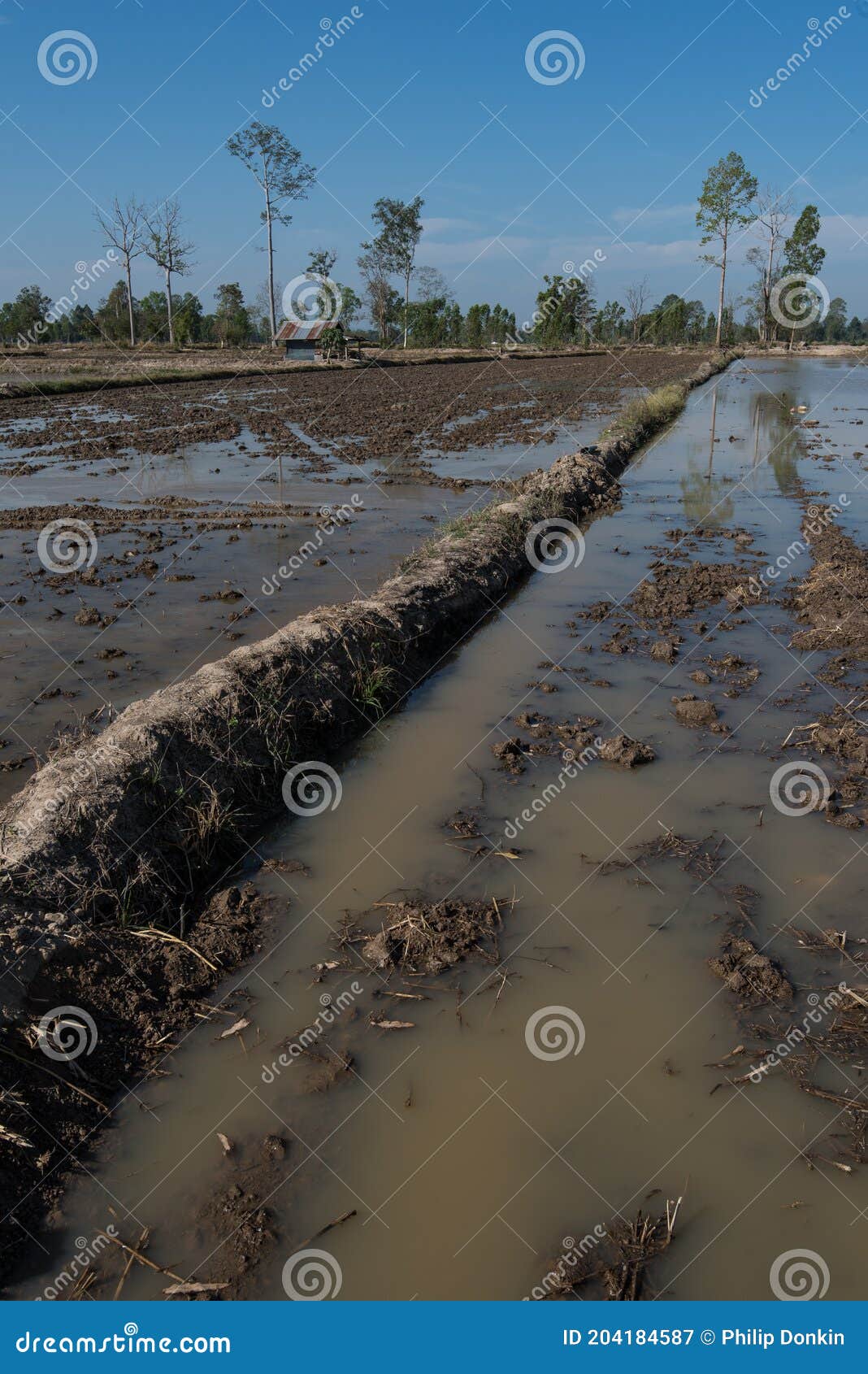 Muddy Rice Field Just before Seeding for Rice Production Asia Stock ...