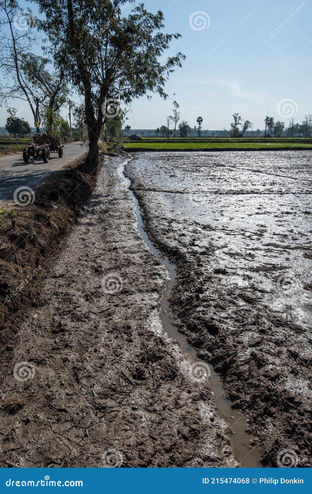 Muddy Rice Field Just before Seeding for Rice Production Asia Stock ...