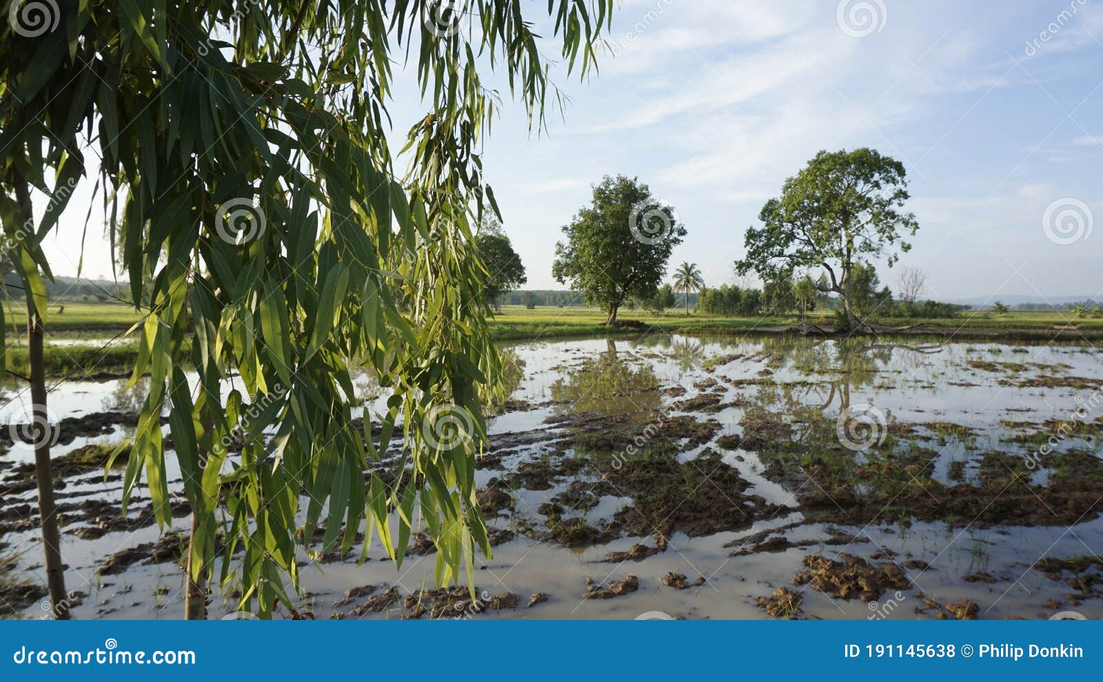 Muddy Rice Field Showing Water Needed for Rice Growing Stock Photo ...