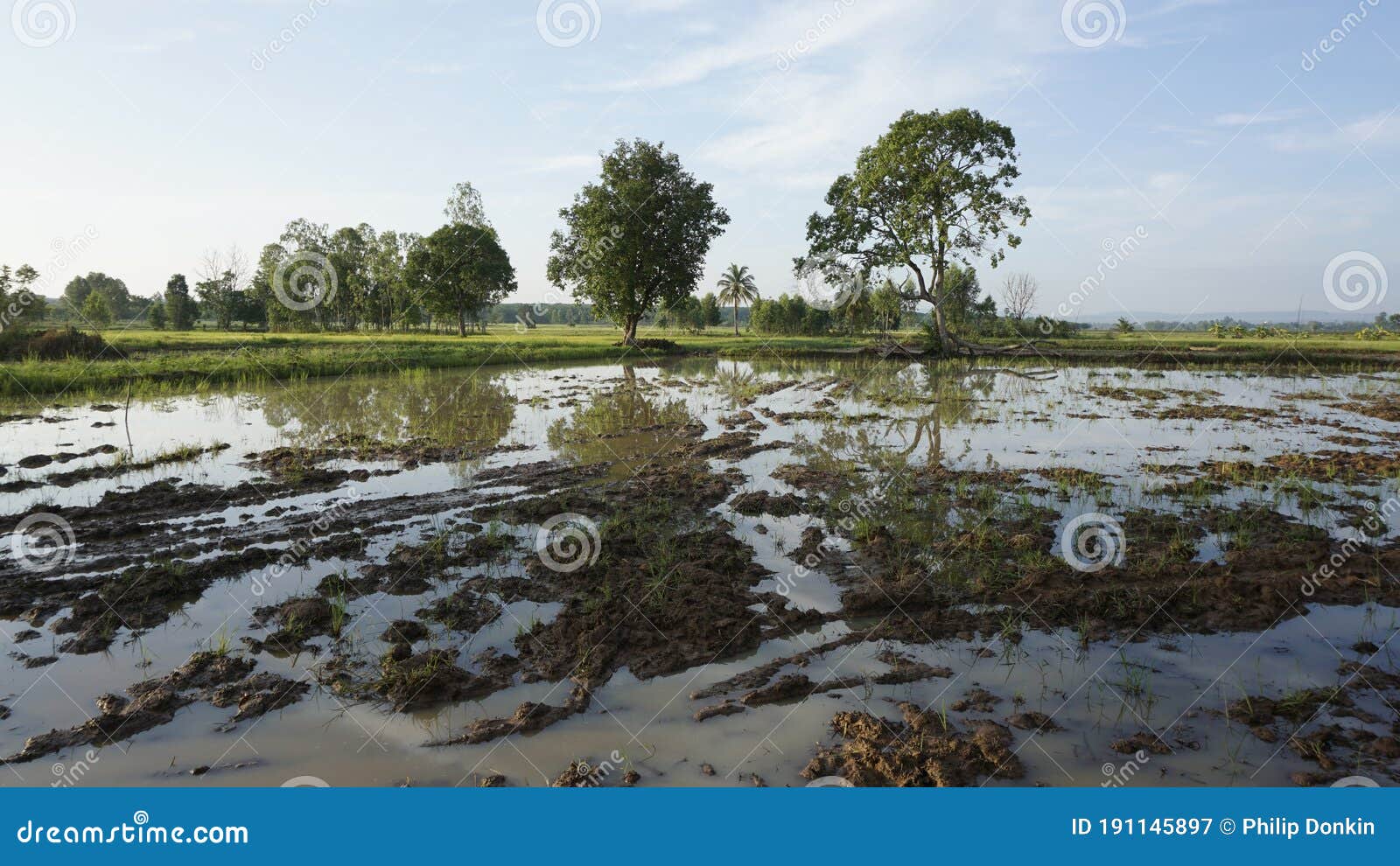 Muddy rice field Thailand stock image. Image of global - 191145897