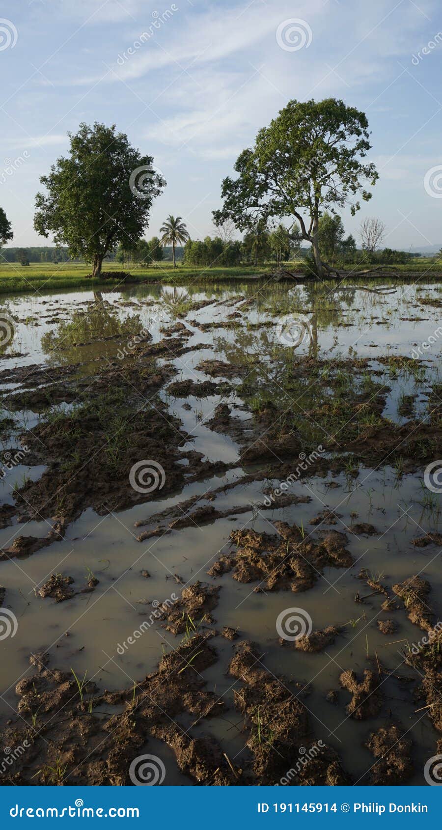 Muddy Rice Field Showing Water Required for a Good Rice Crop Stock ...