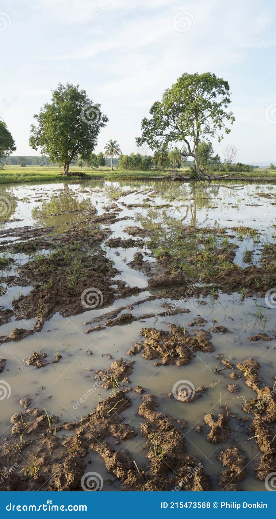 Muddy Rice Field Showing Water Required for a Good Rice Crop Stock ...
