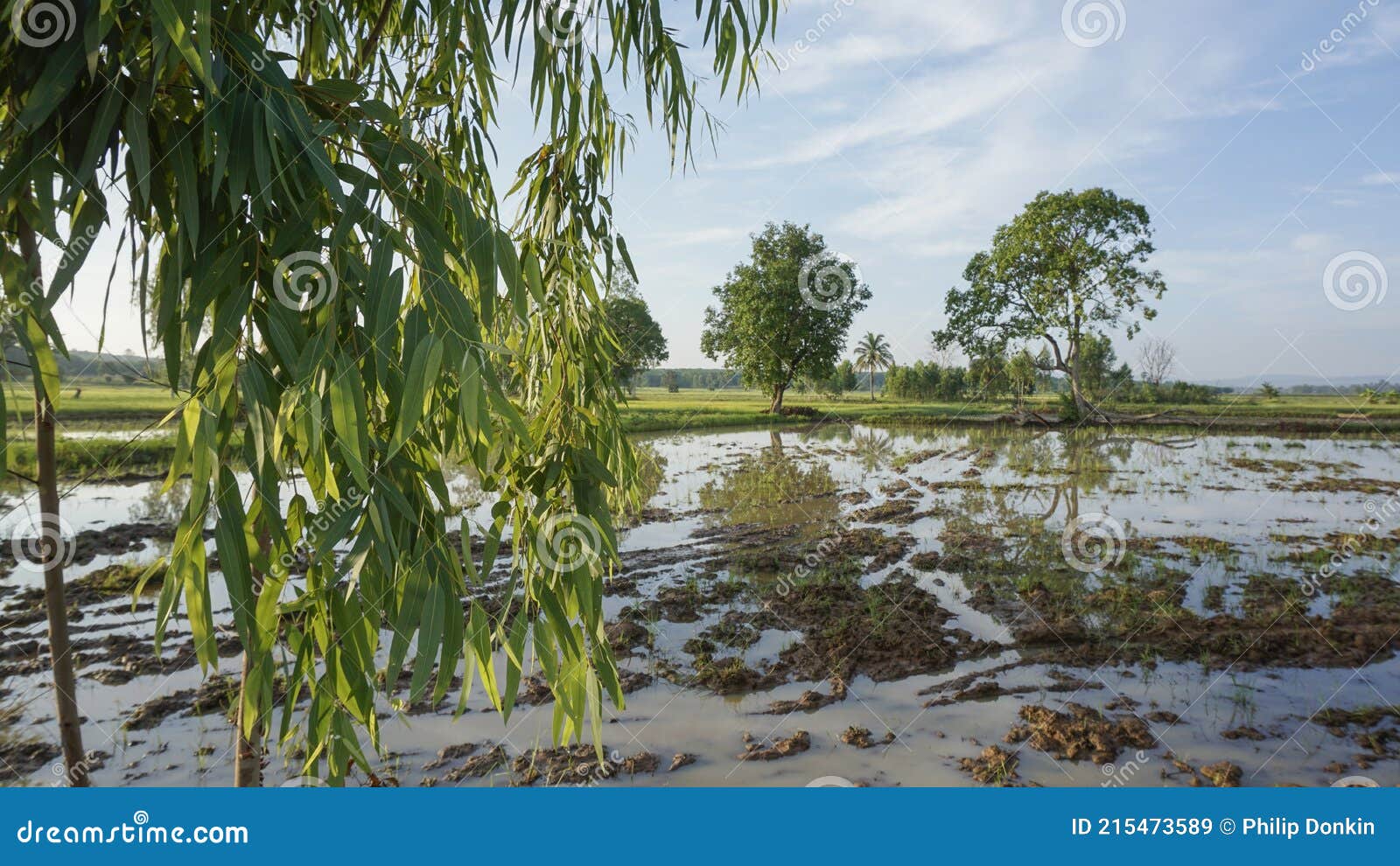 Muddy Rice Field Showing Water Required for a Good Rice Crop Stock ...