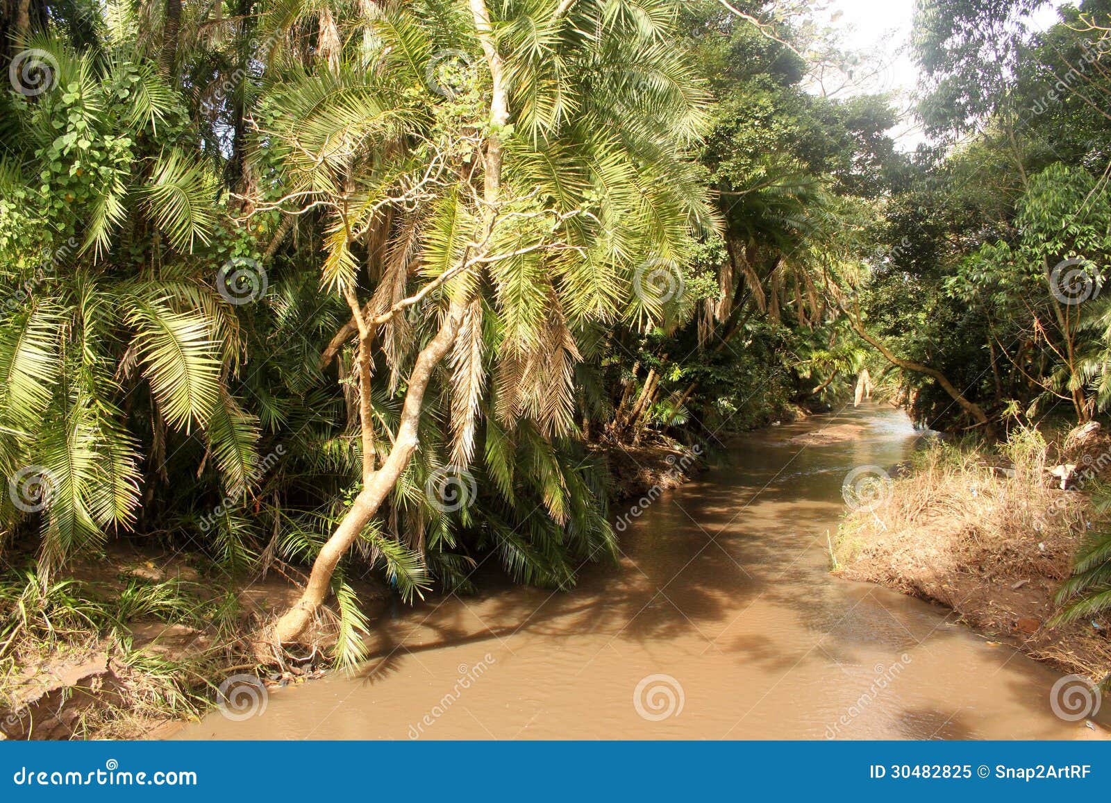 Muddy River Running through Tropical Forest Stock Image - Image of rain ...