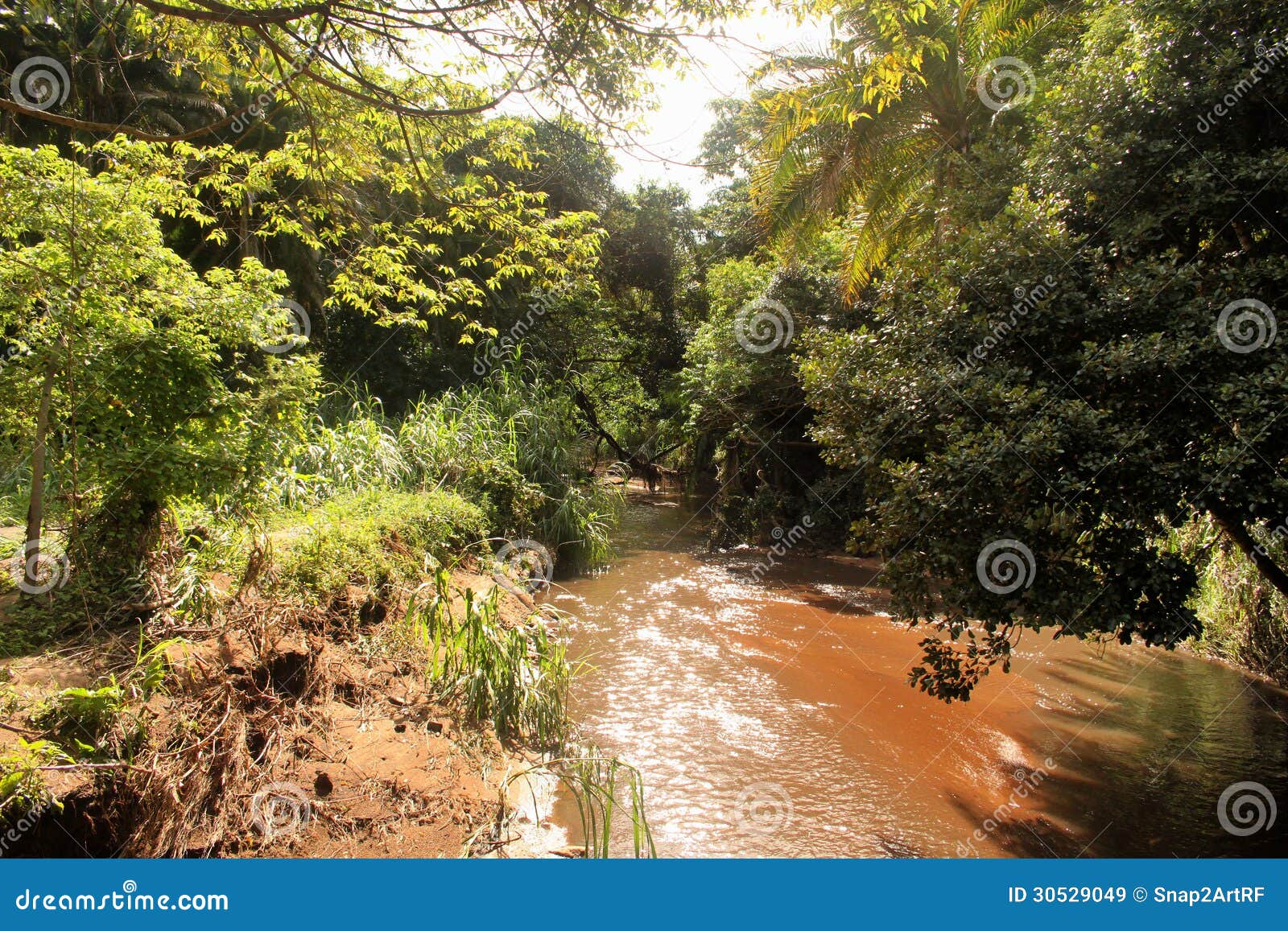 Muddy River Running through Tropical Forest Stock Image - Image of ...