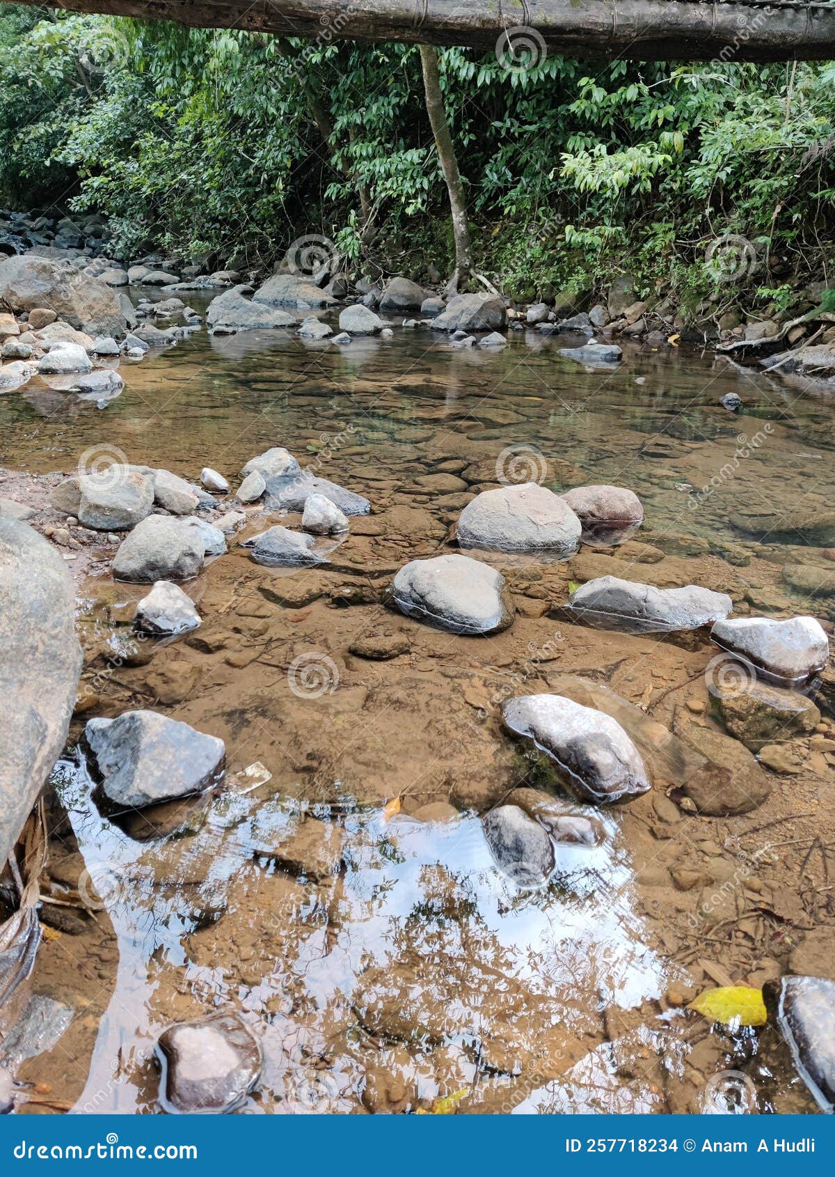 Muddy river side stock photo. Image of woodland, wildlife - 257718234