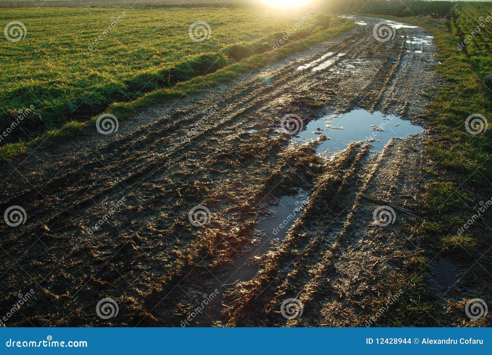 Muddy road stock photo. Image of wheel, dirt, grass, water - 12428944