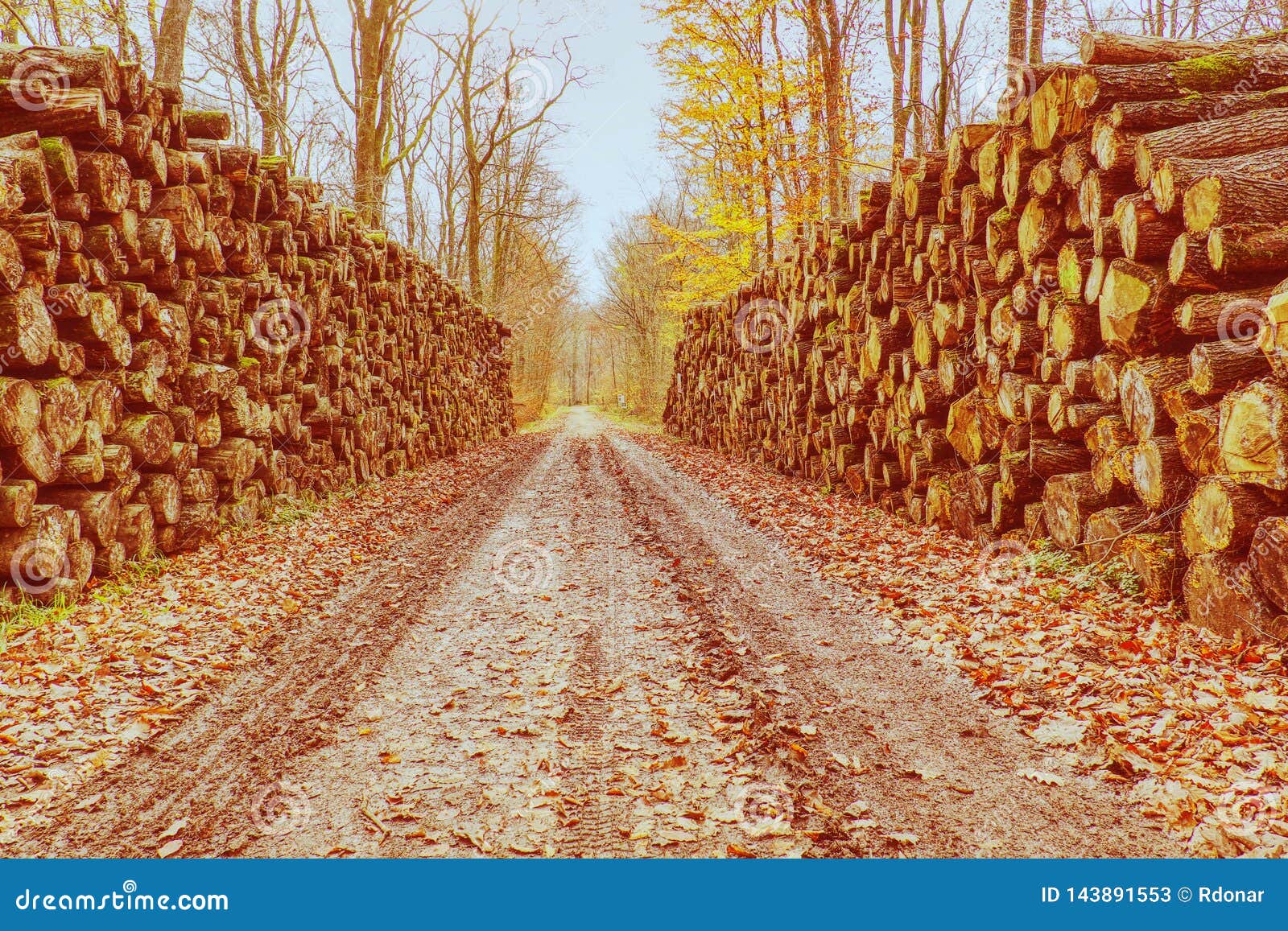 Muddy road in misty forest stock image. Image of pile - 143891553