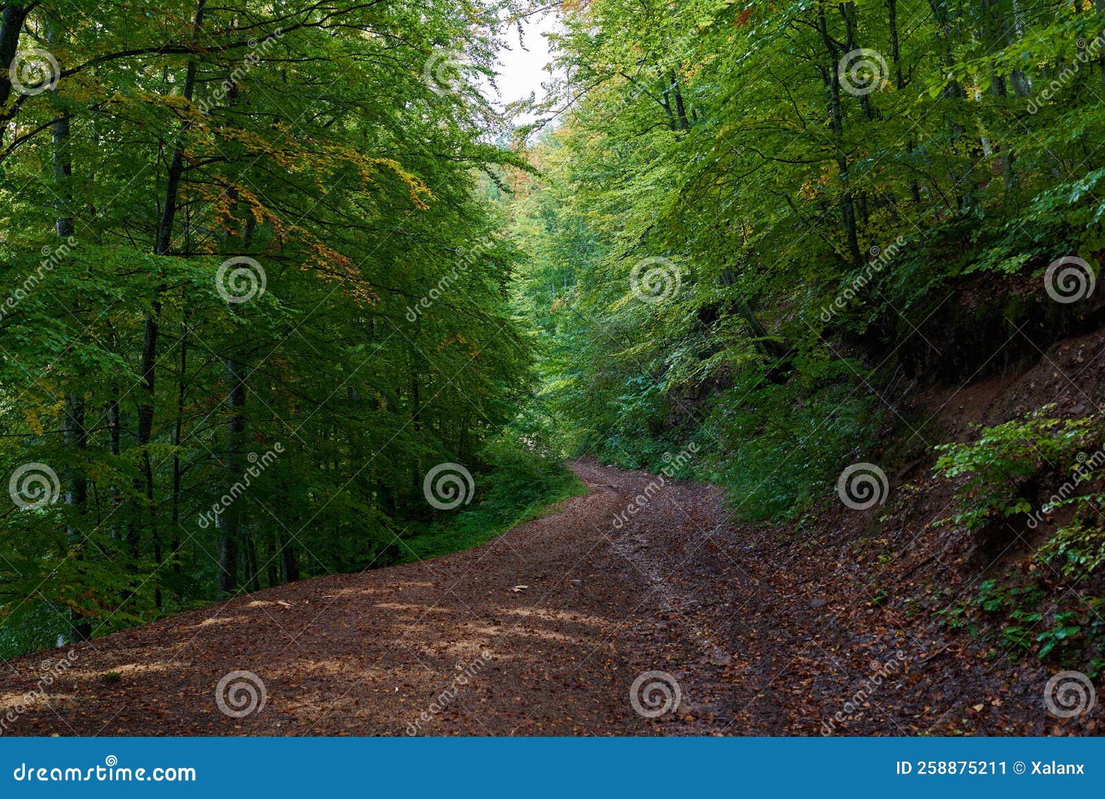 Muddy road in the forest stock image. Image of outdoors - 258875211
