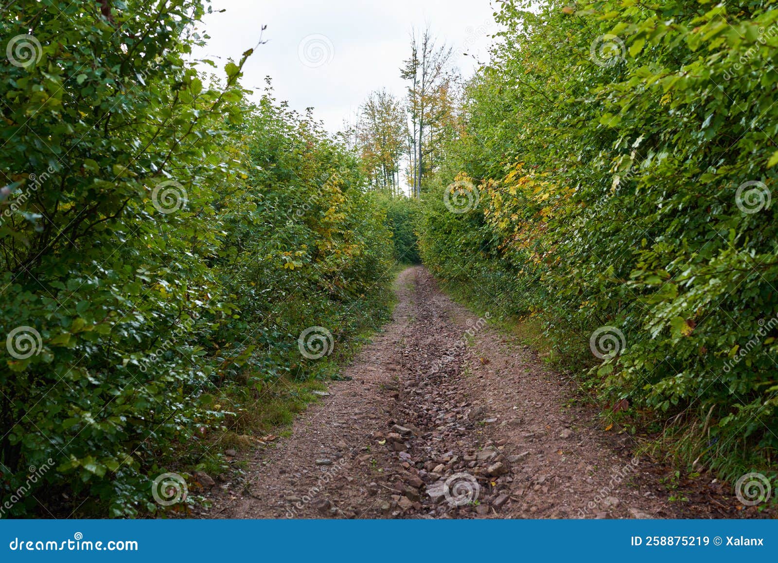 Muddy road in the forest stock image. Image of outdoors - 258875219