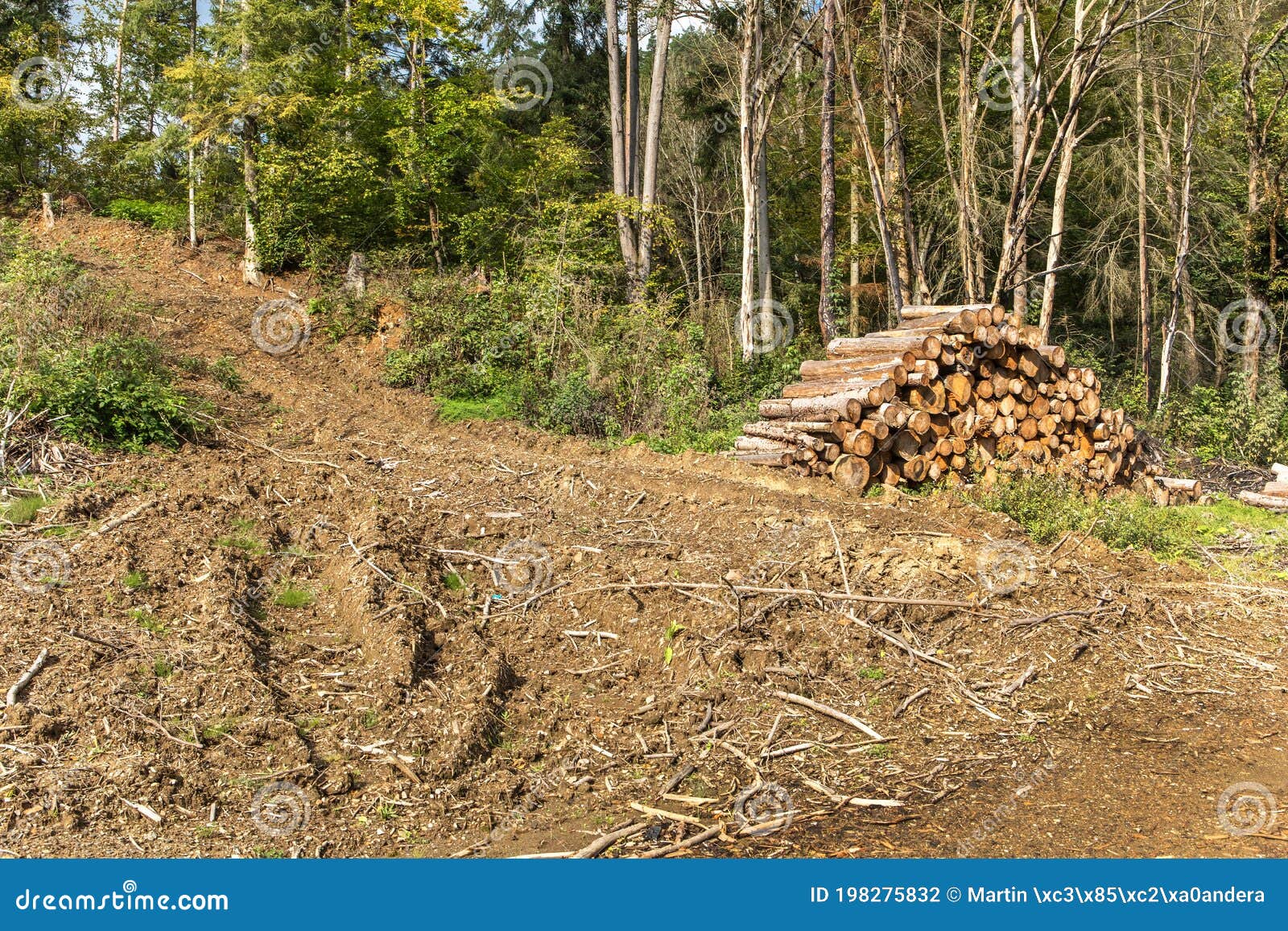 Muddy Road in the Forest. Road for Loggers Stock Photo - Image of ...