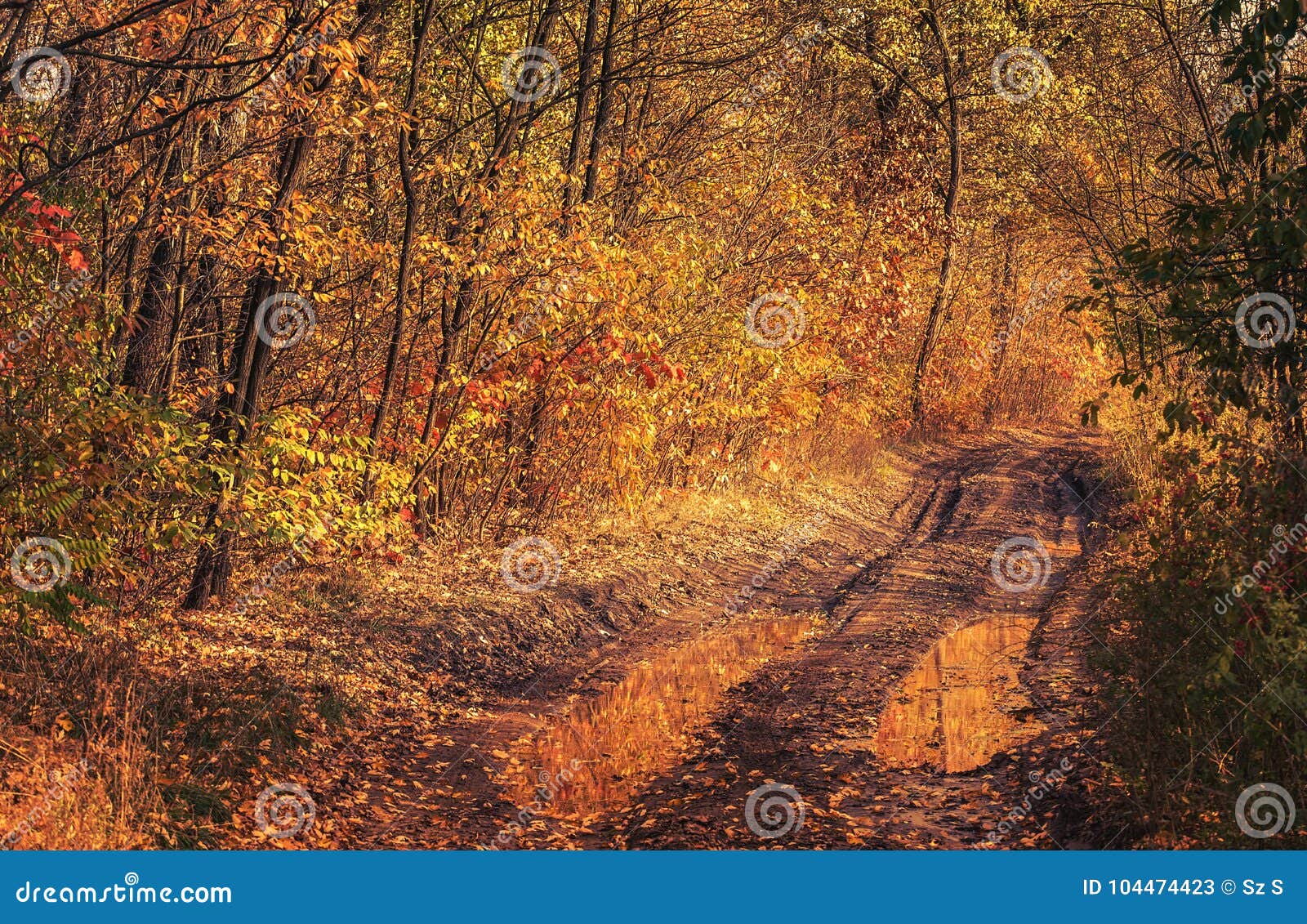 Muddy road in the forest stock image. Image of outdoor - 104474423