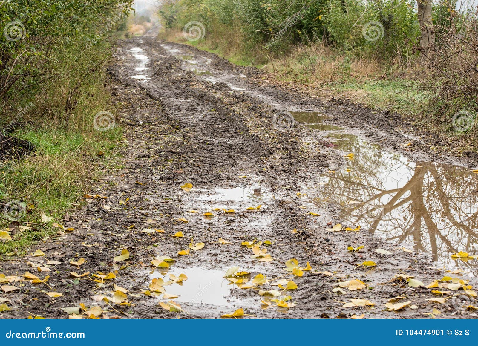 Muddy road in the forest stock image. Image of rural - 104474901