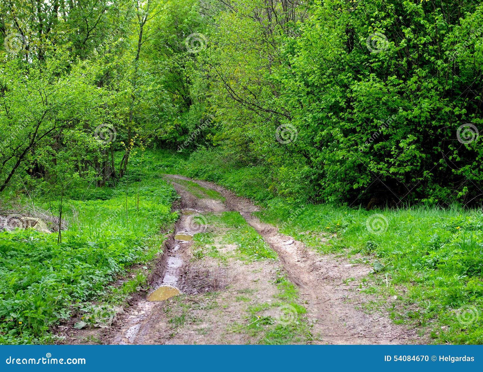 Muddy Road For Lumber Tractor In Forest Stock Photo | CartoonDealer.com ...