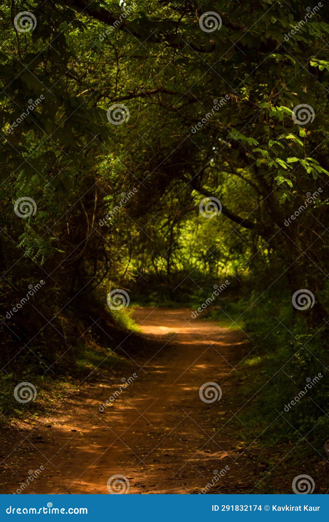 A Muddy Road through a Green Forest in the Evening Light with Trees in ...