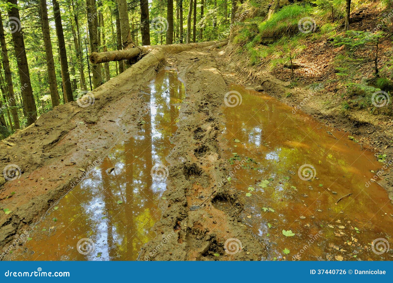 Muddy Road For Lumber Tractor In Forest Stock Photo | CartoonDealer.com ...