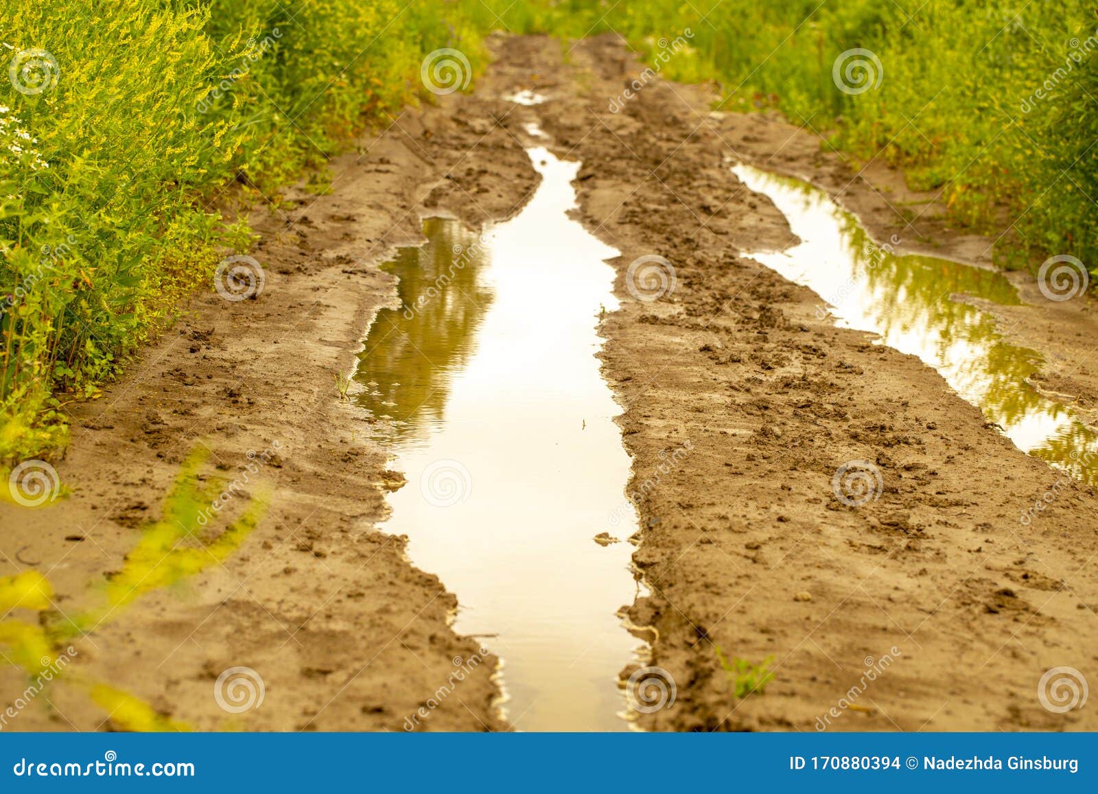 Muddy Road with Mud and Puddles in the Field Stock Photo - Image of ...