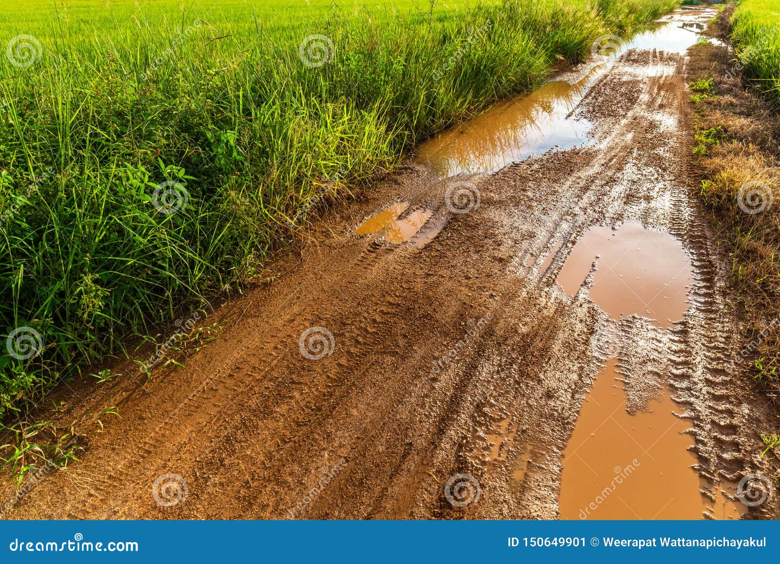 Muddy Road in Rice Field stock image. Image of muddy - 150649901