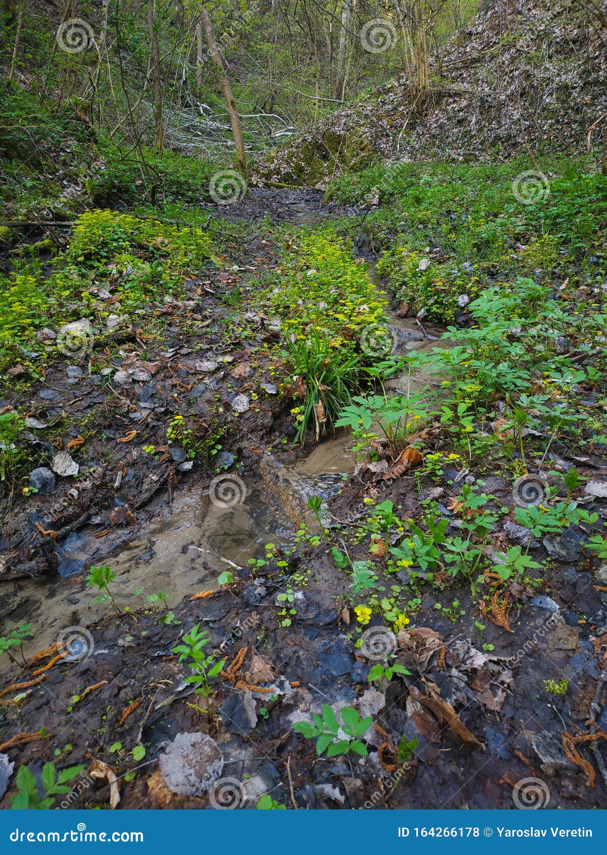 Muddy Road in Rural Path at the Forest with Creek Stock Photo - Image ...