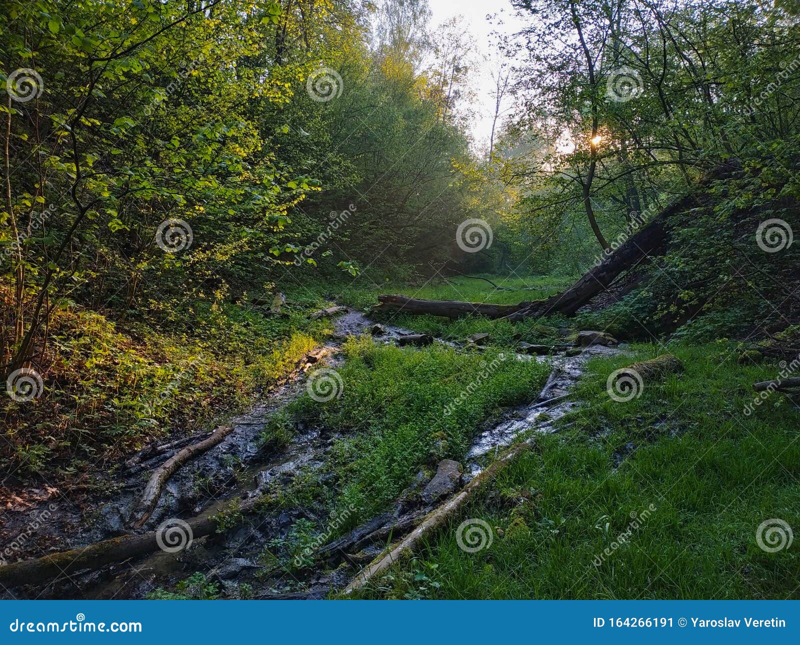 Muddy Road in Rural Path at the Forest with Creek Stock Image - Image ...