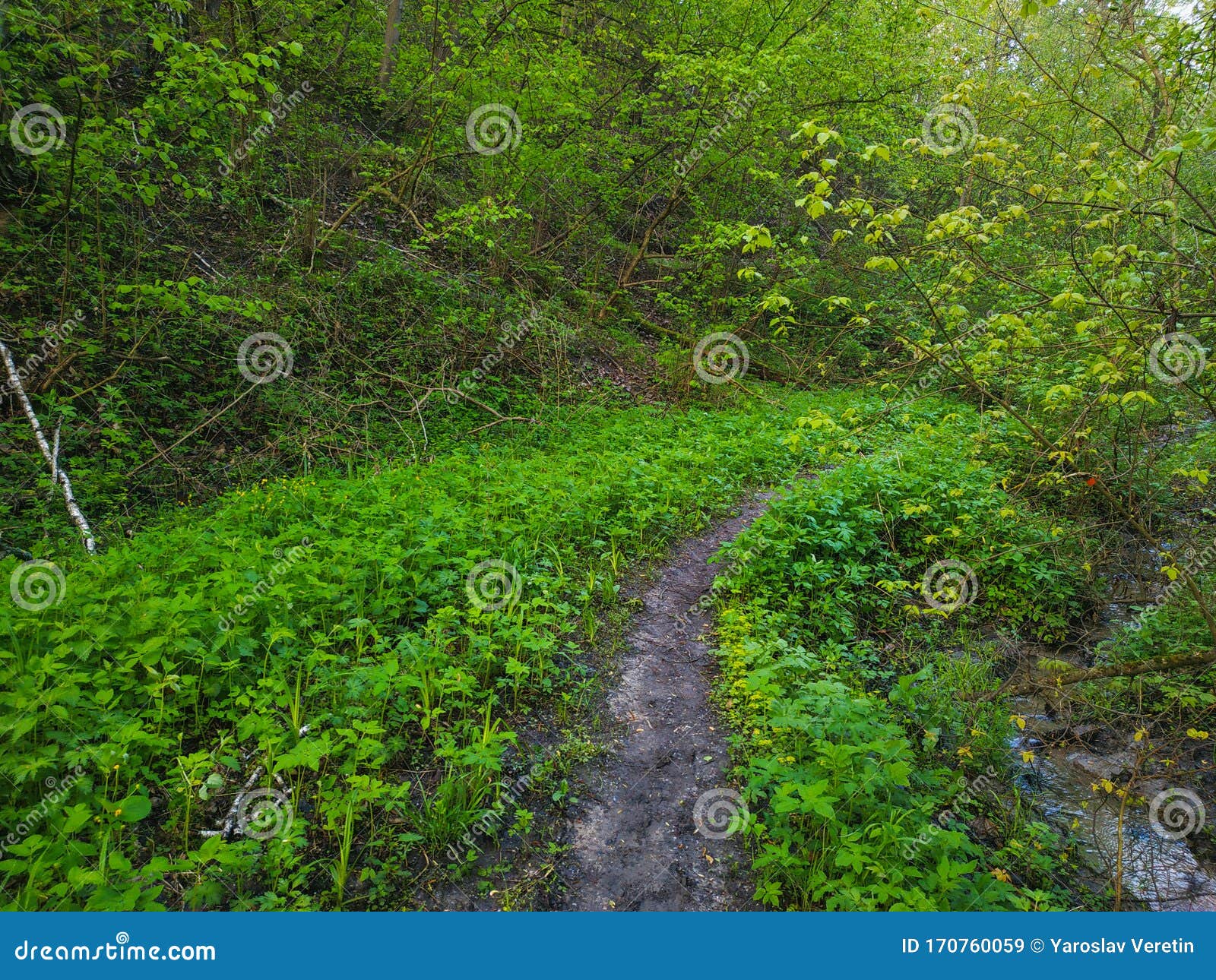 Muddy Road in Rural Path at the Forest with Creek Stock Image - Image ...
