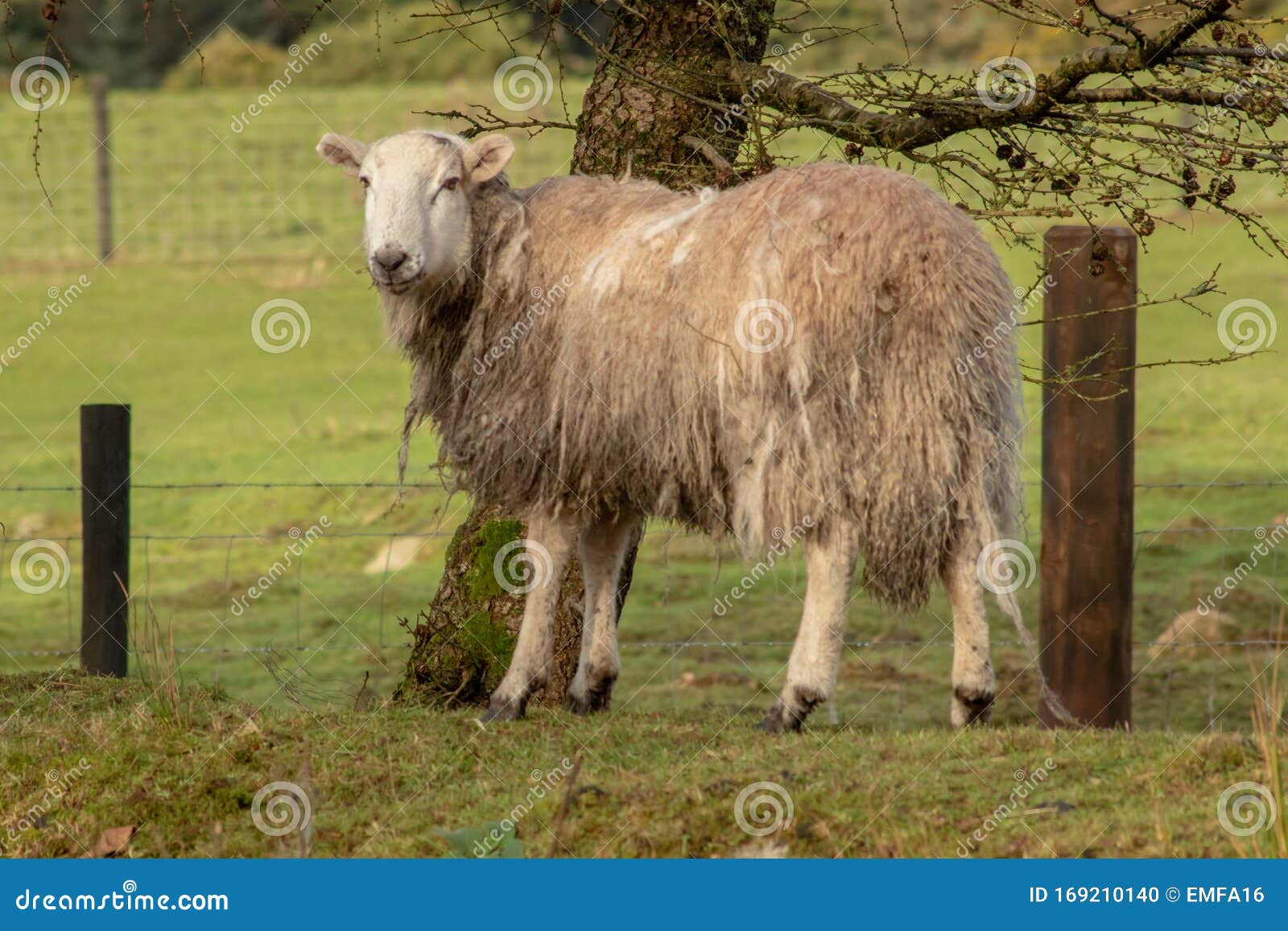 A Muddy Sheep in Field in County Wicklow Stock Photo - Image of muddy ...
