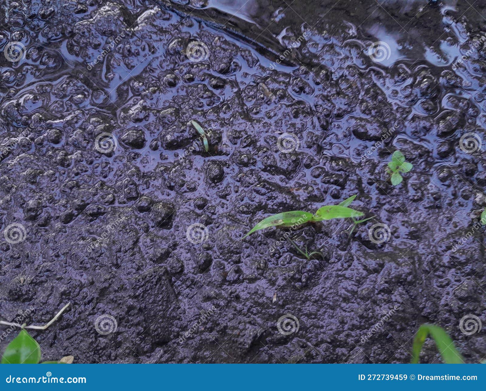 Muddy Soil Surface Texture after Rain Stock Image - Image of growing ...