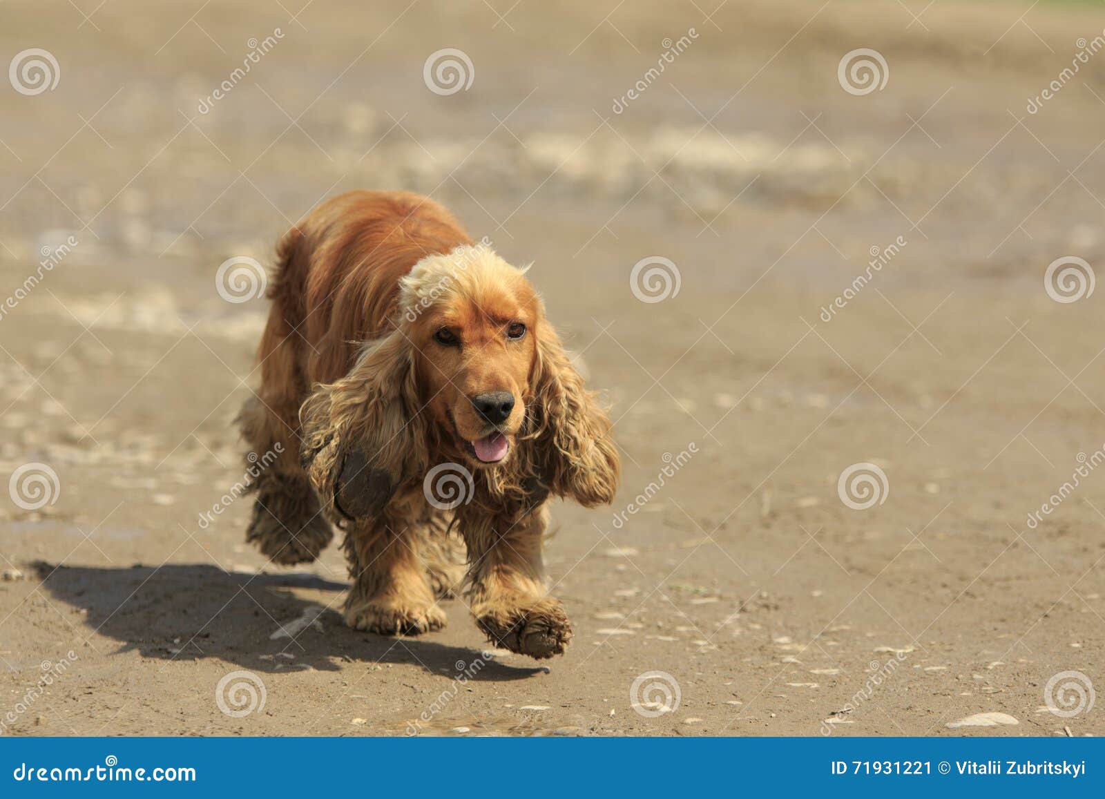 Muddy Spaniel Runs stock image. Image of messy, ground - 71931221