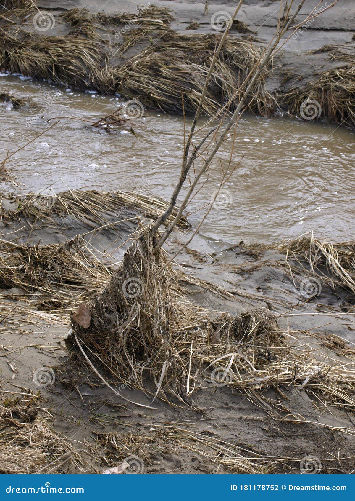 Muddy Stream in Early Spring with Bare Banks and Dry Grass Stock Photo ...
