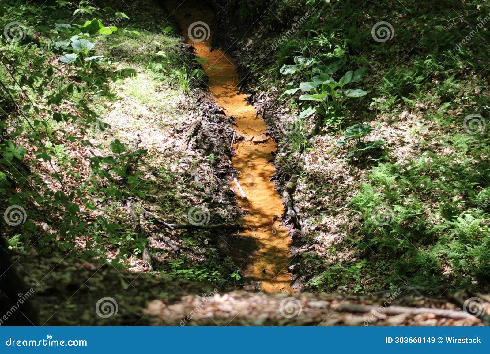 Muddy Stream Running through the Forest Near Green Vegetation Stock ...