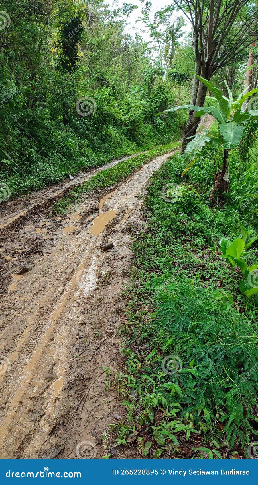 Muddy street in the forest stock image. Image of street - 265228895