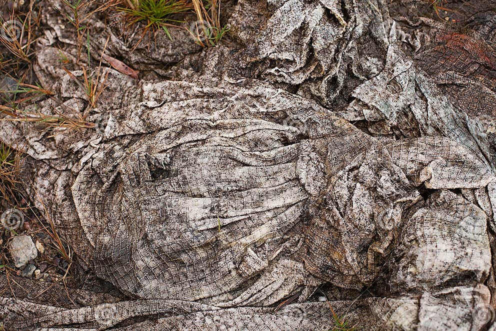 Muddy Textured Cloth on the Ground Stock Image - Image of muddy ...
