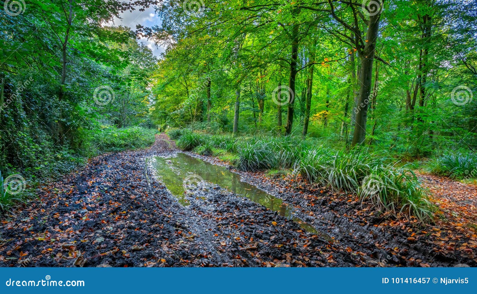 Muddy forest track in fall stock image. Image of forest - 101416457